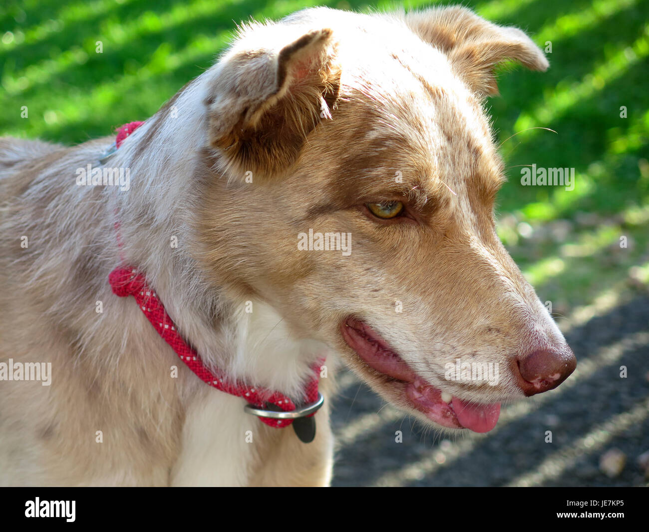 Red Merle Collie head Stock Photo - Alamy