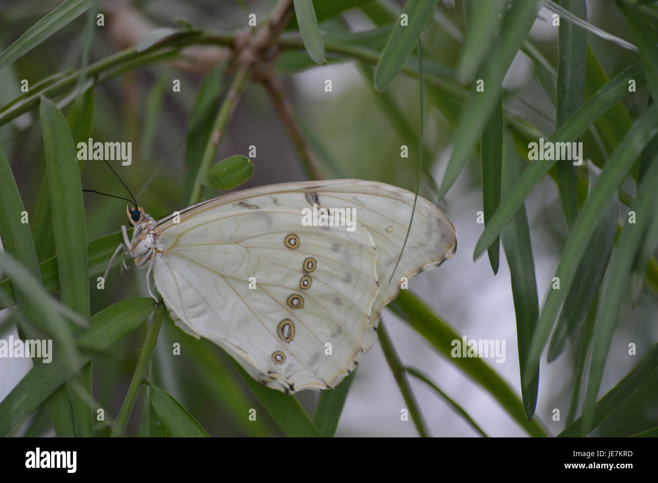 Butterfly in the garden Stock Photo - Alamy