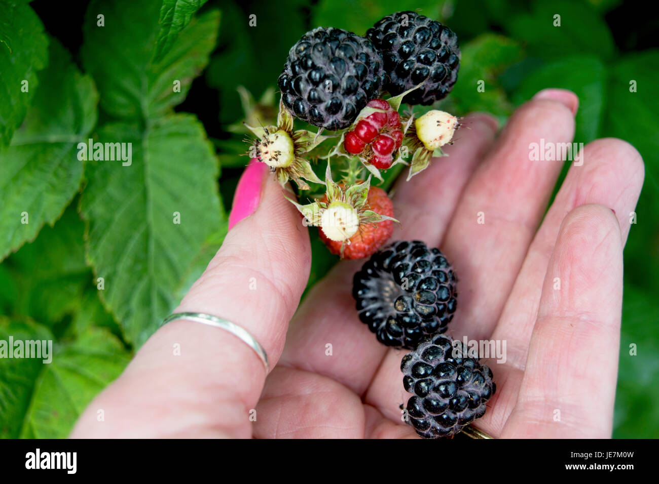 Black raspberries hi-res stock photography and images - Alamy