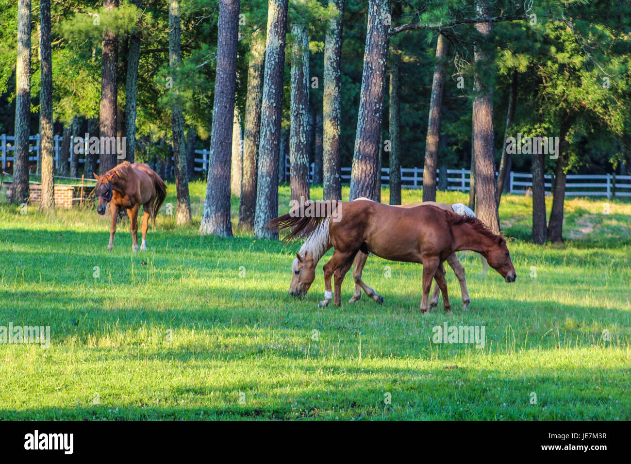 Multiple Horses High Resolution Stock Photography and Images - Alamy