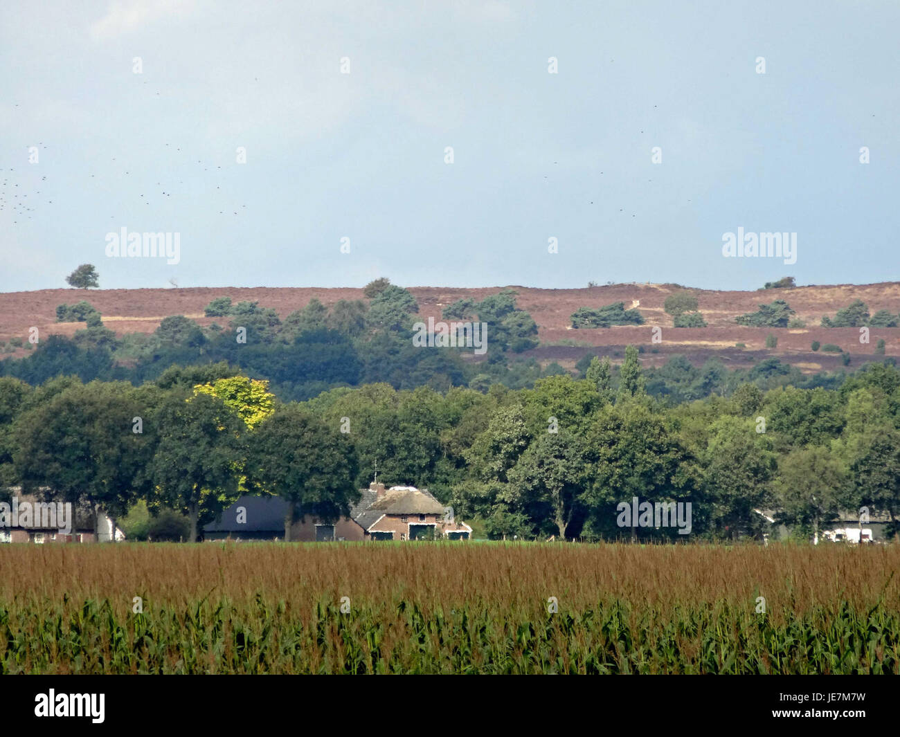 This photograph shows the Archemerberg, a hill in the Netherlands ...