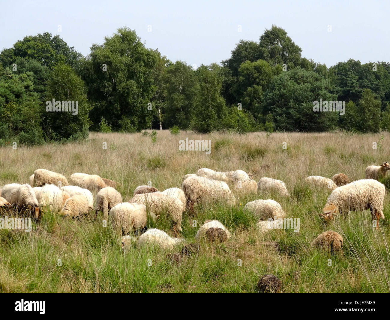 This image features a group of sheep (*schapen*) in the Elsenerveld ...