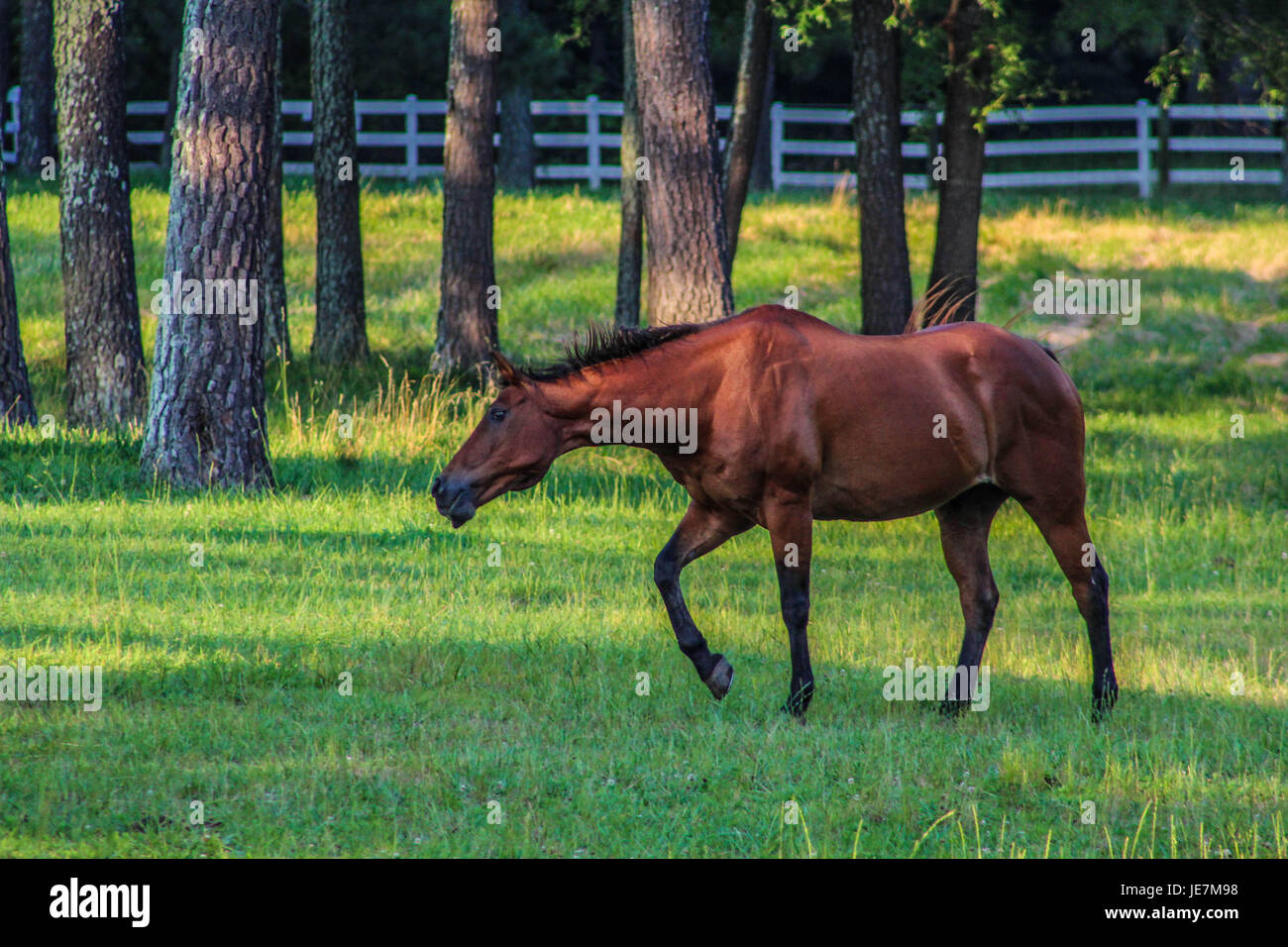 Multiple horse hi-res stock photography and images - Alamy