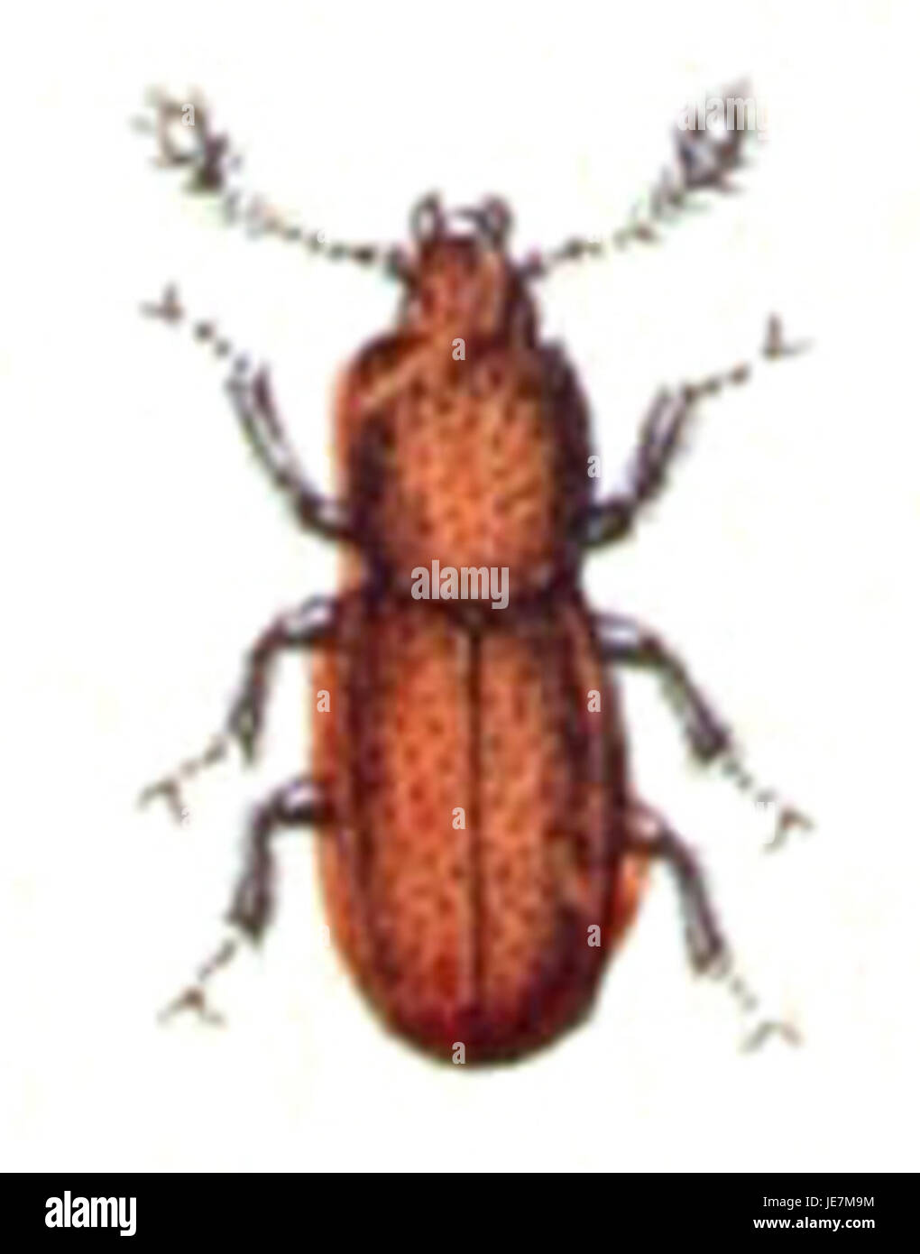 Various slender Cut Out Stock Images & Pictures - Alamy