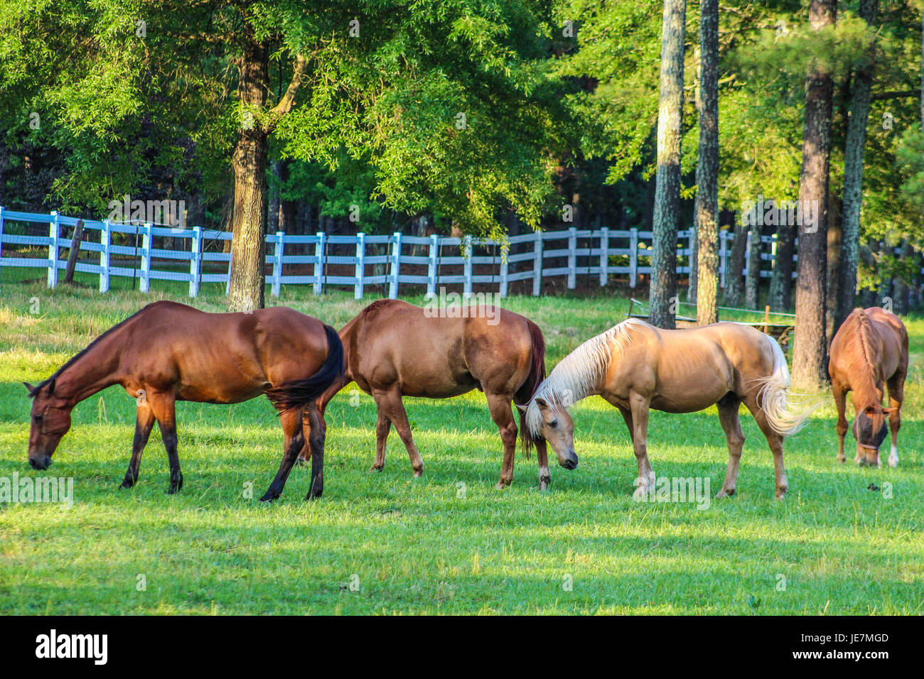 A line of Horses Stock Photo - Alamy