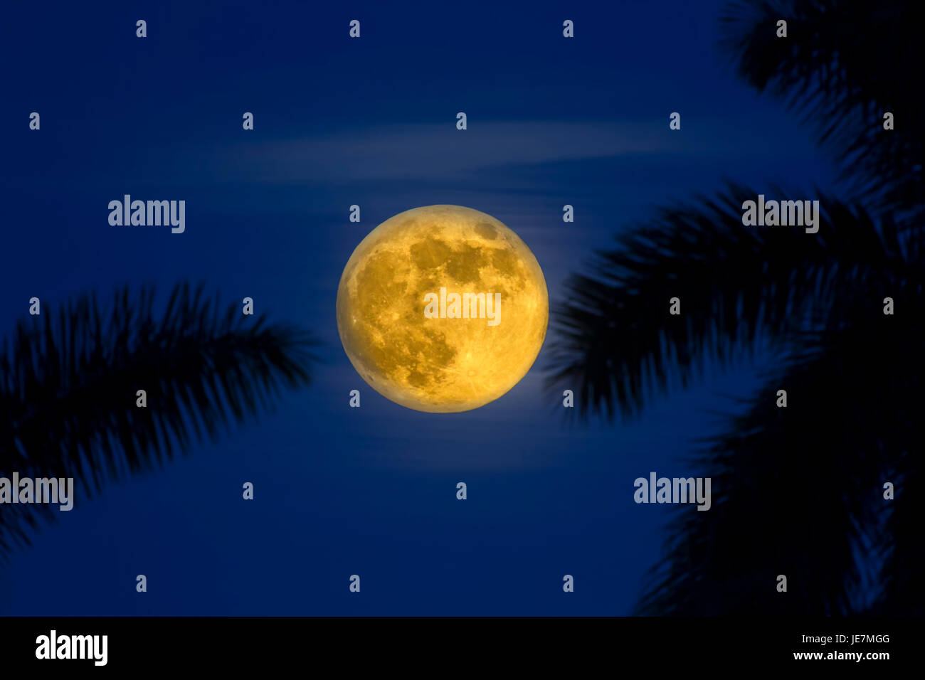 A beautiful super moon ascends the sky on a beautiful Florida evening ...