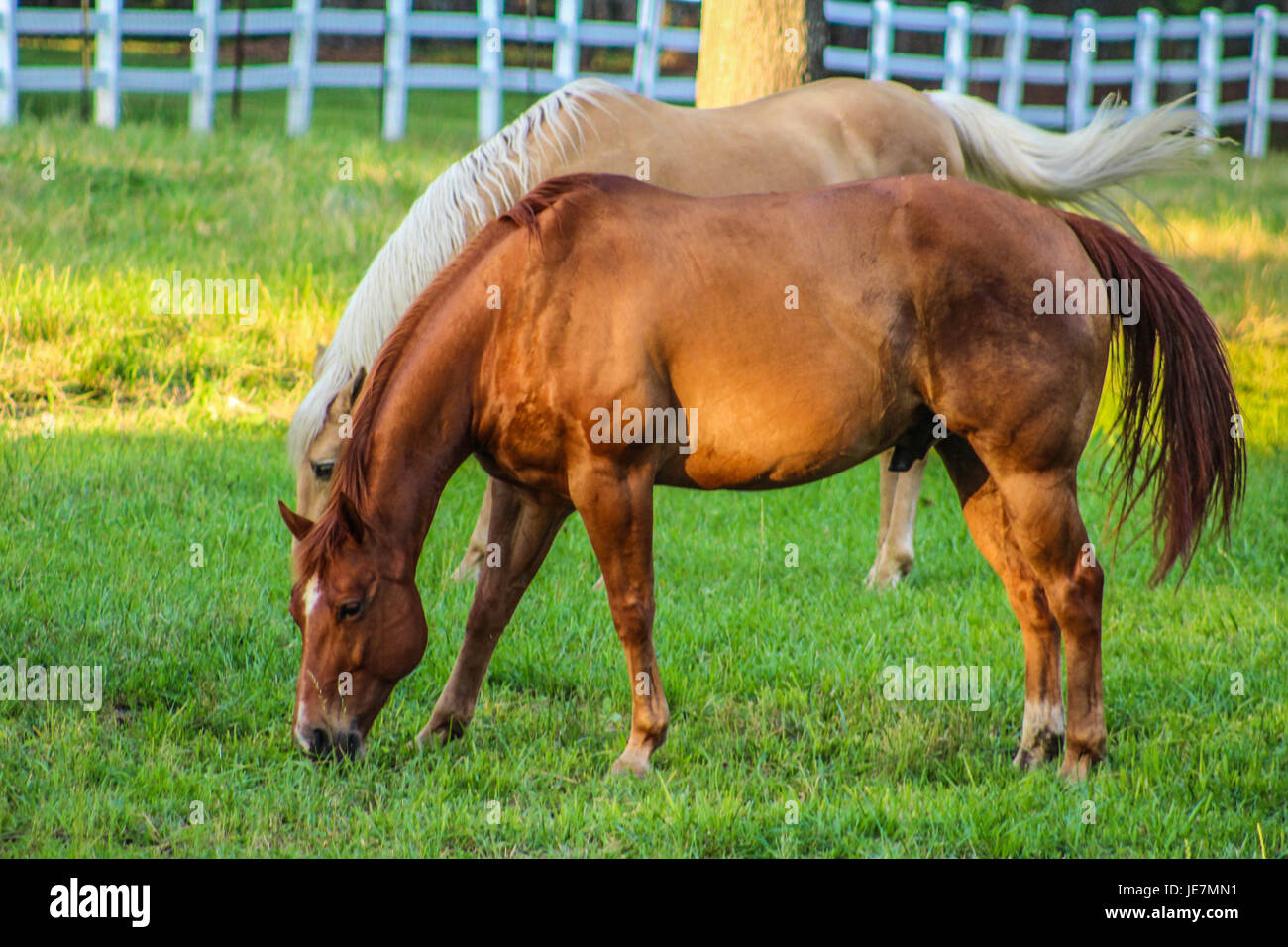 Multiple Horses High Resolution Stock Photography and Images - Alamy