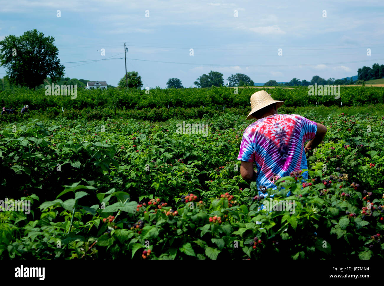 Man picking raspberries in field Stock Photo - Alamy