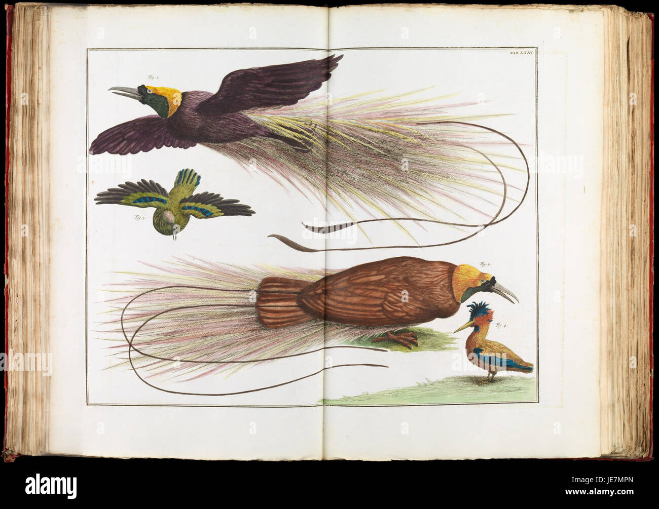 Albertus Seba's 'Birds of Paradise, Paradisaeidae' is a detailed work ...