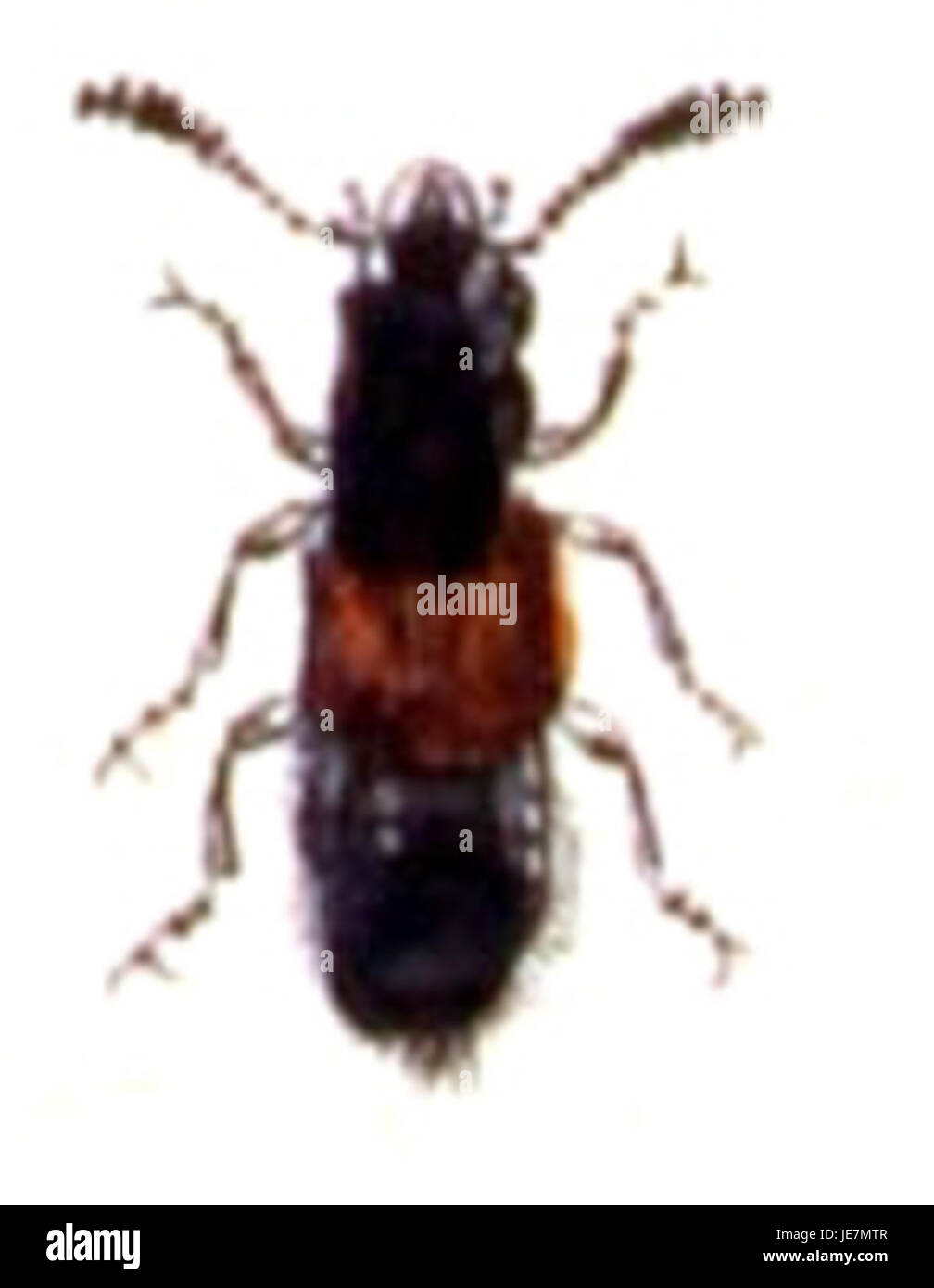 Aploderus caelatus hi-res stock photography and images - Alamy