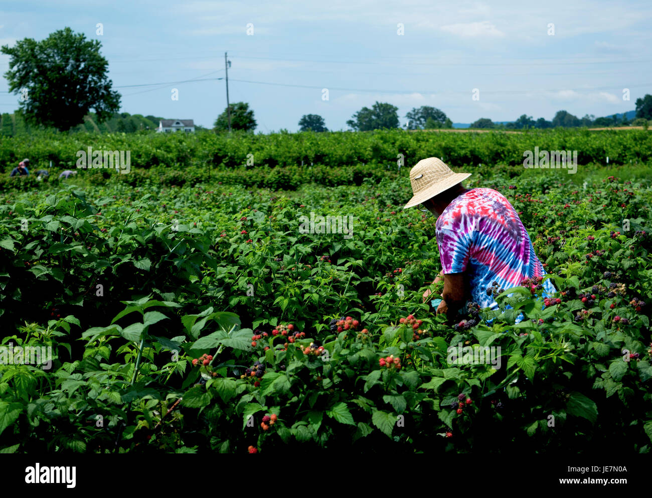 man picking raspberries in field Stock Photo - Alamy