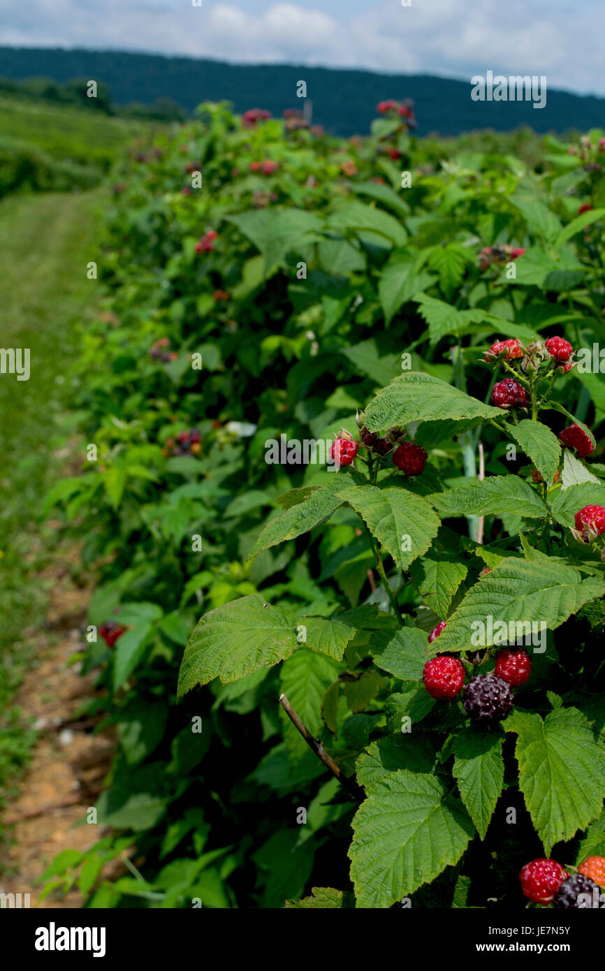 Row of raspberries hi-res stock photography and images - Alamy