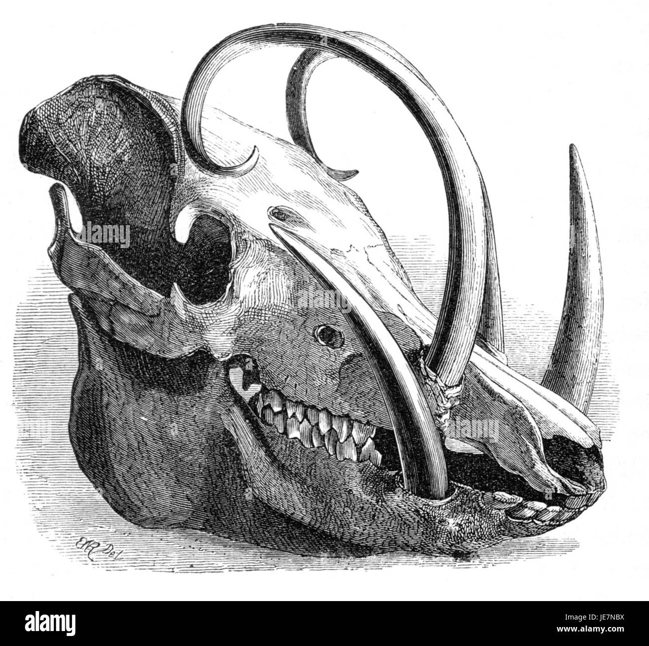An engraving of a Babirusa skull, from the Malay Archipelago, dated to ...