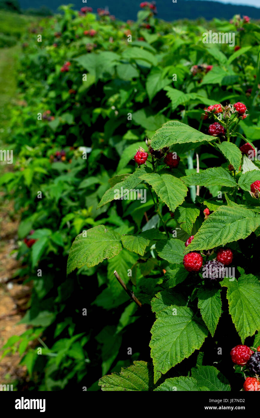 Ripe red raspberries stalks hi-res stock photography and images - Alamy