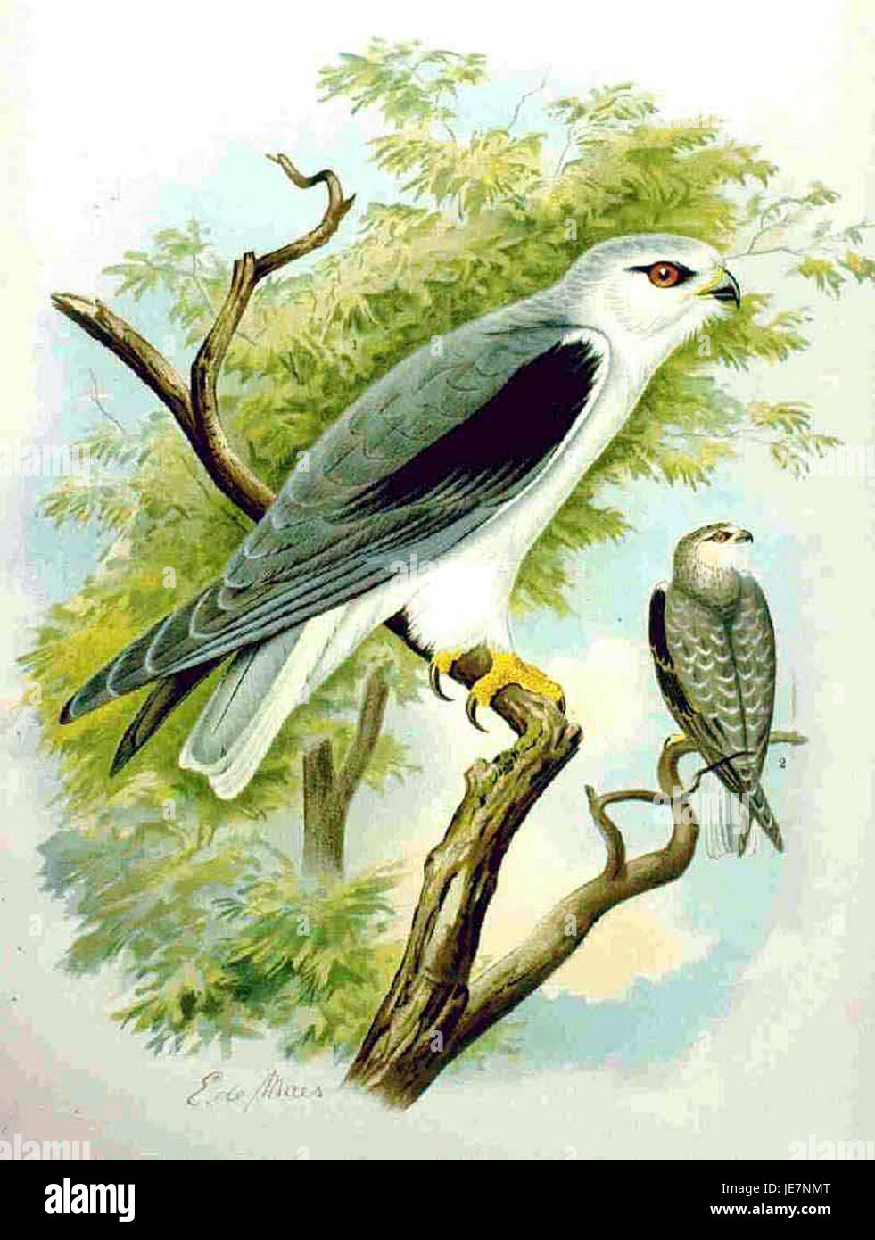 The Black-winged Kite (Elanus caeruleus) is a small raptor found in ...