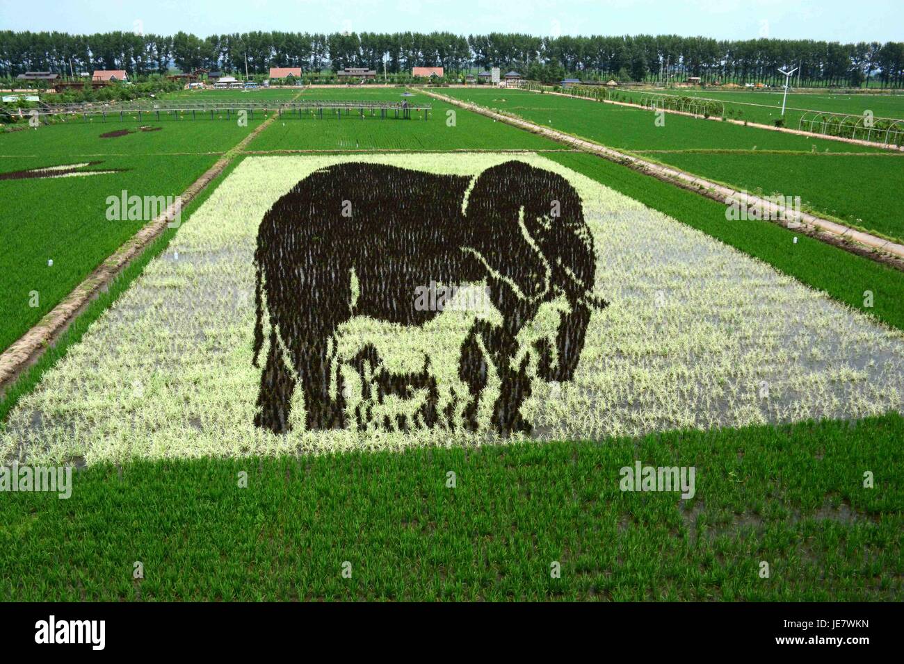 Shenyan, Shenyan, China. 22nd June, 2017. The giant tanbo art picture ...
