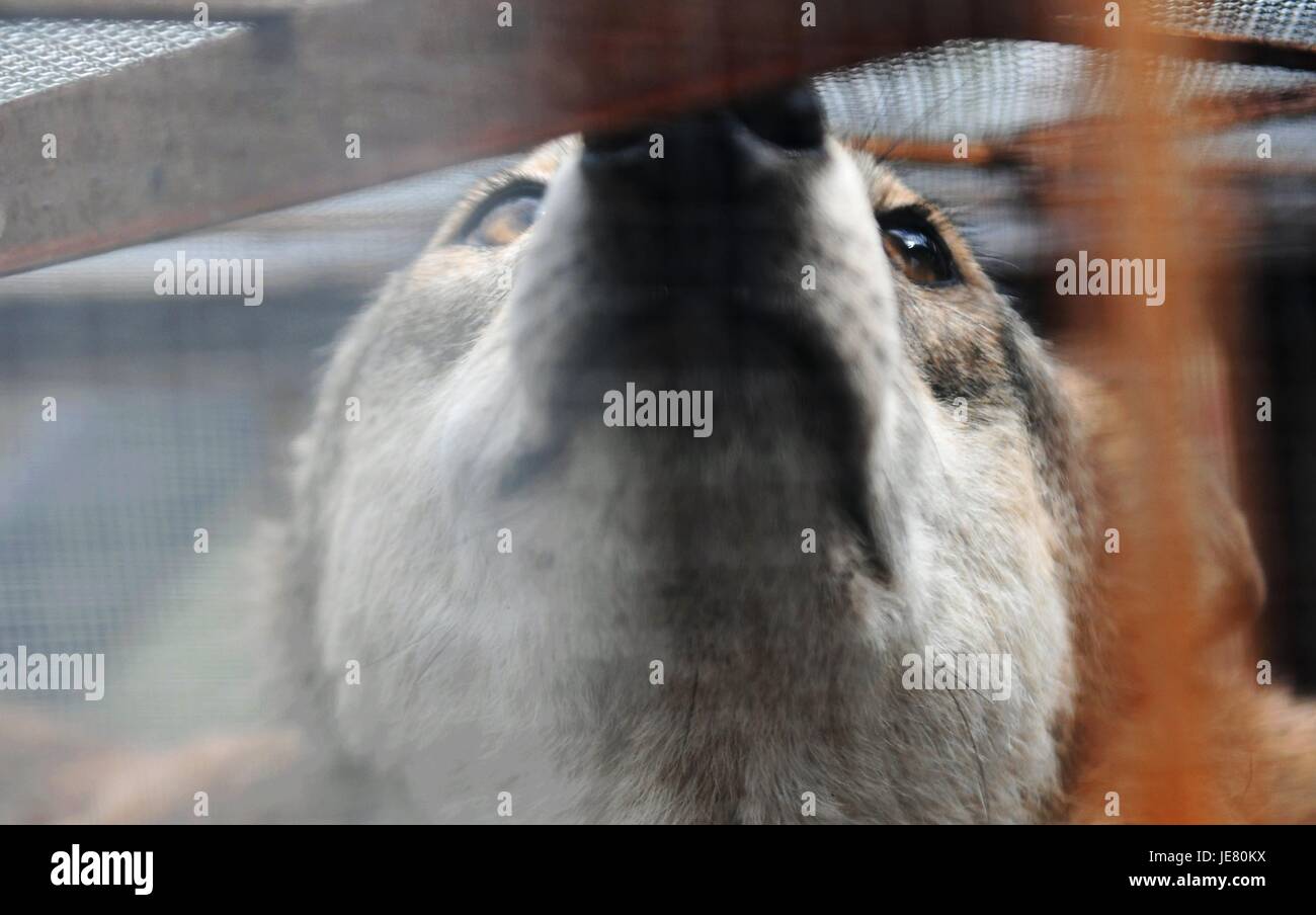 Wolf released hi-res stock photography and images - Alamy