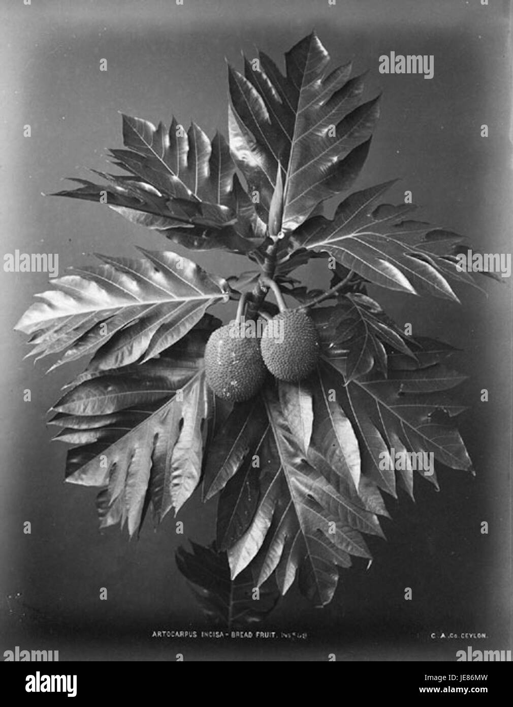 Breadfruit Black and White Stock Photos & Images - Alamy
