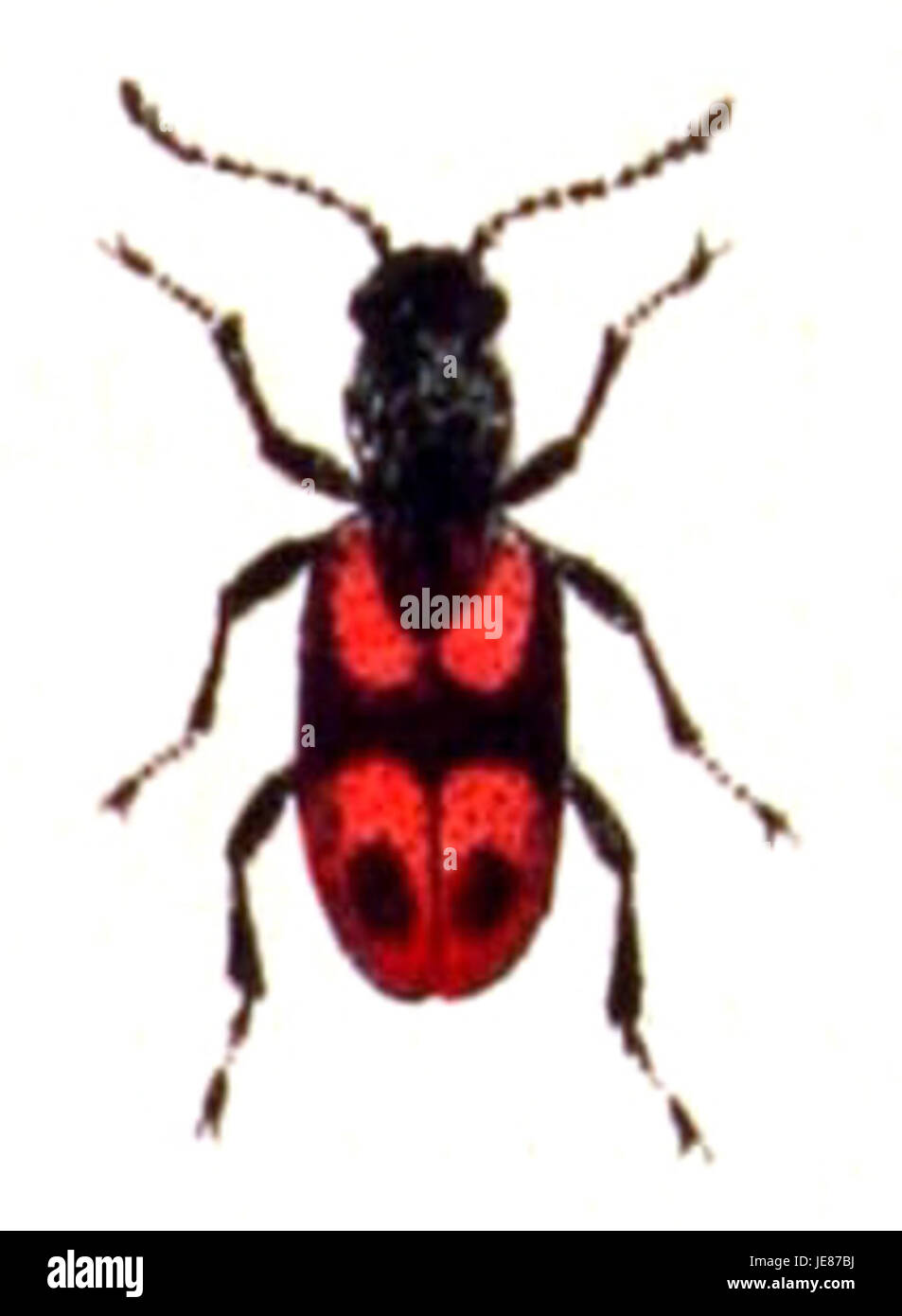 Anthicus High Resolution Stock Photography and Images - Alamy