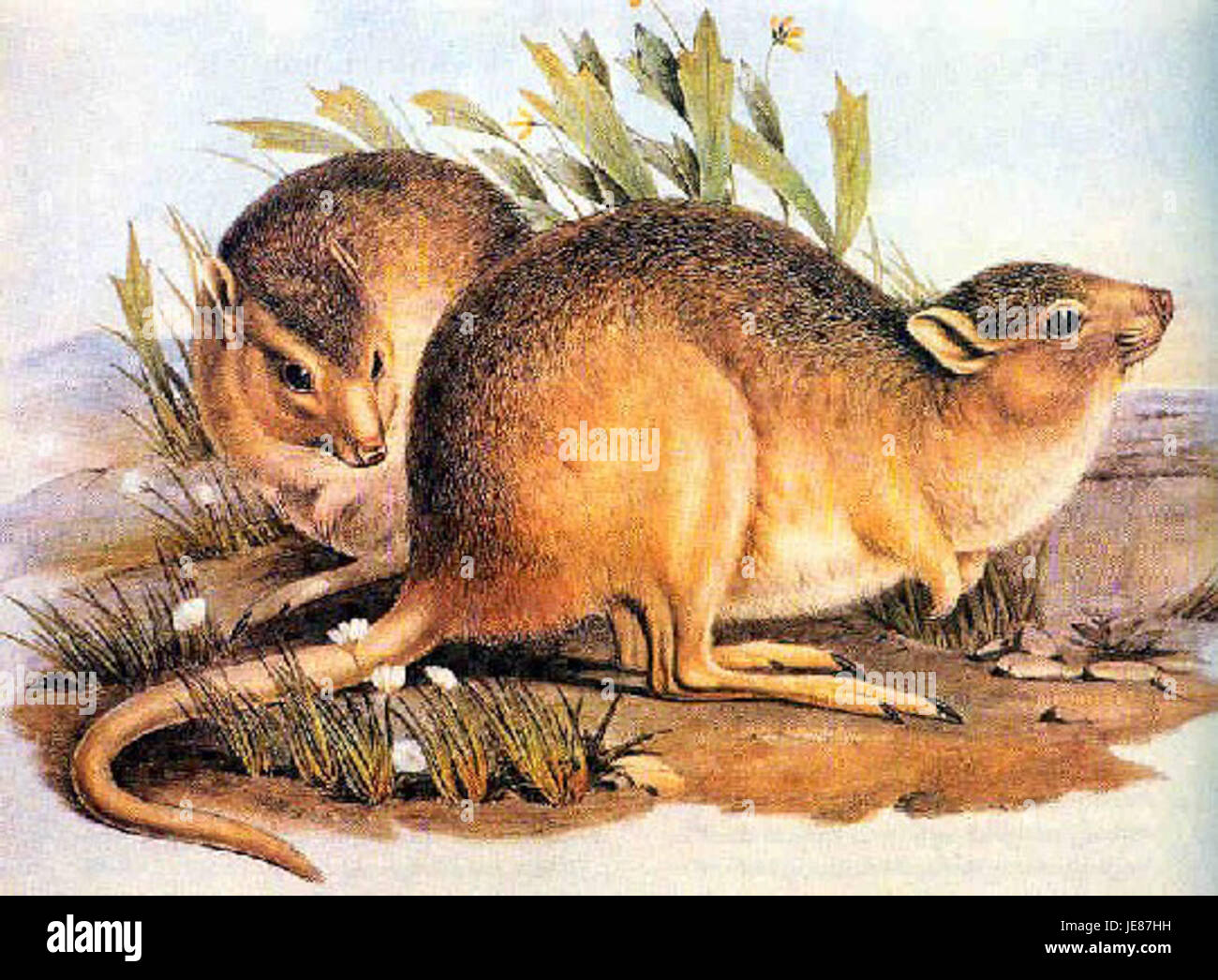 Caloprymnus is a genus of extinct, small marsupial species that lived ...