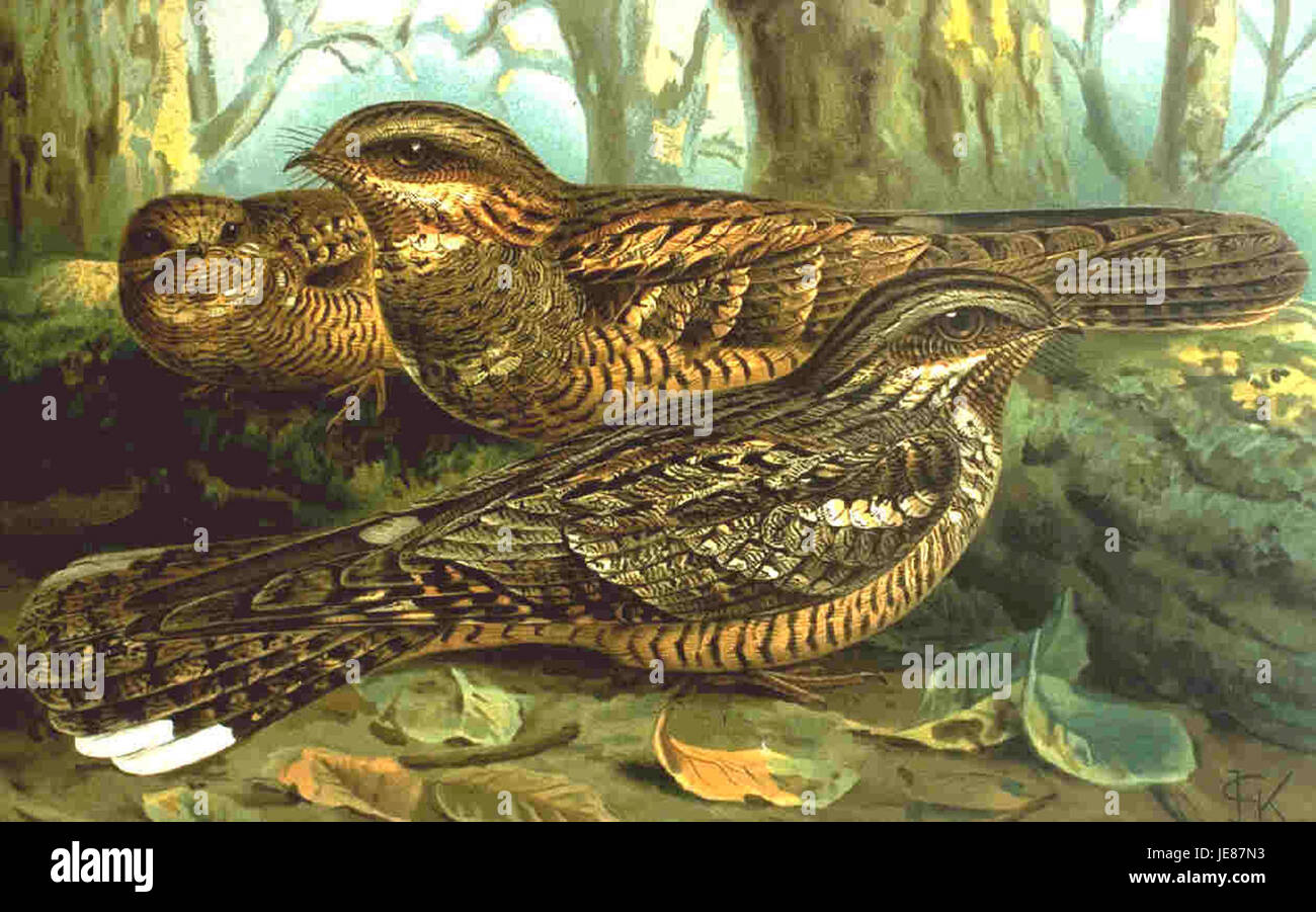 Nightjar bird hi-res stock photography and images - Alamy