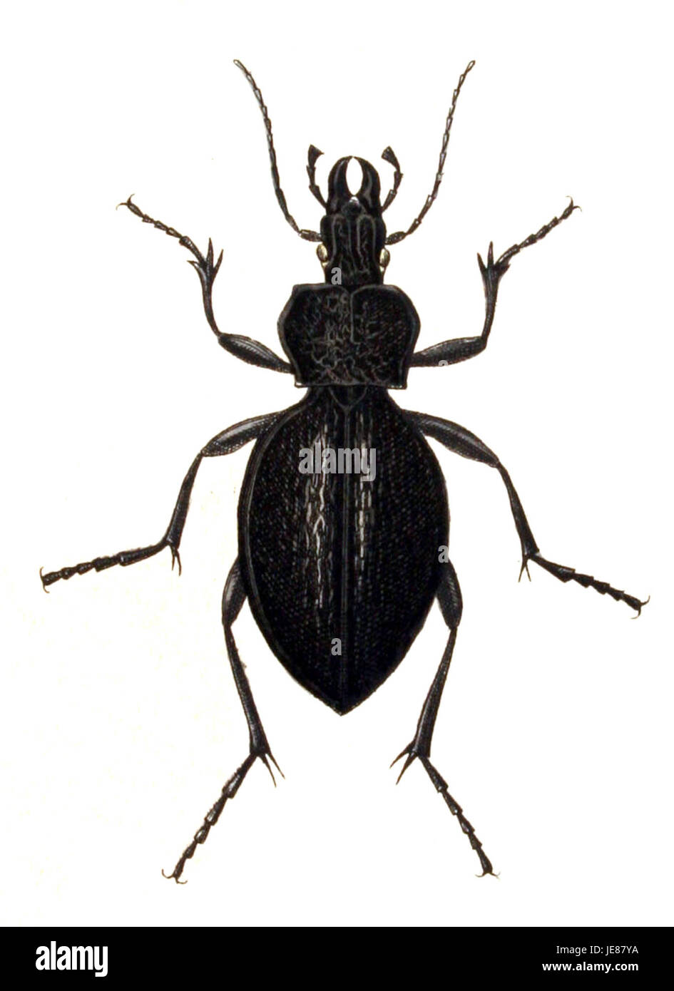 The Carabus gigas is a large species of beetle found in parts of Europe ...