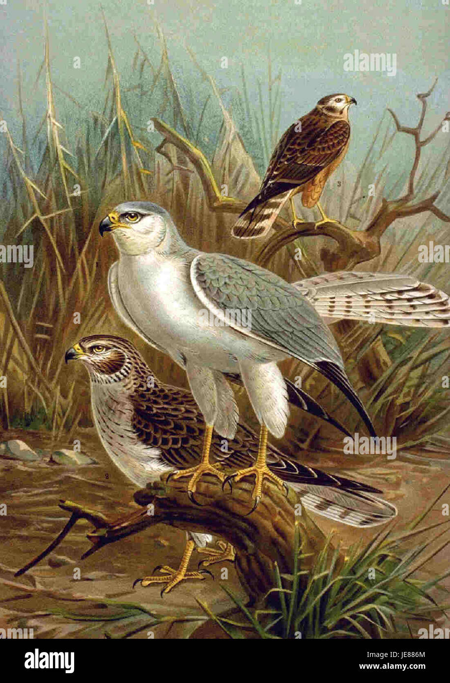 Long legged buzzard natural habitat hi-res stock photography and images ...