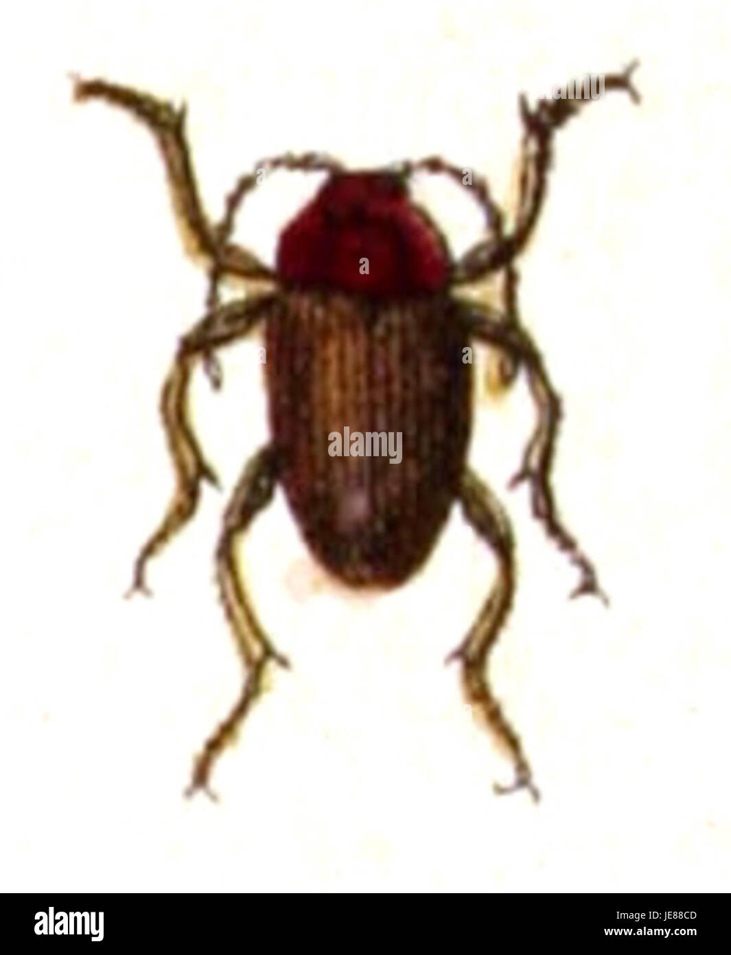 Choleva agilis hi-res stock photography and images - Alamy