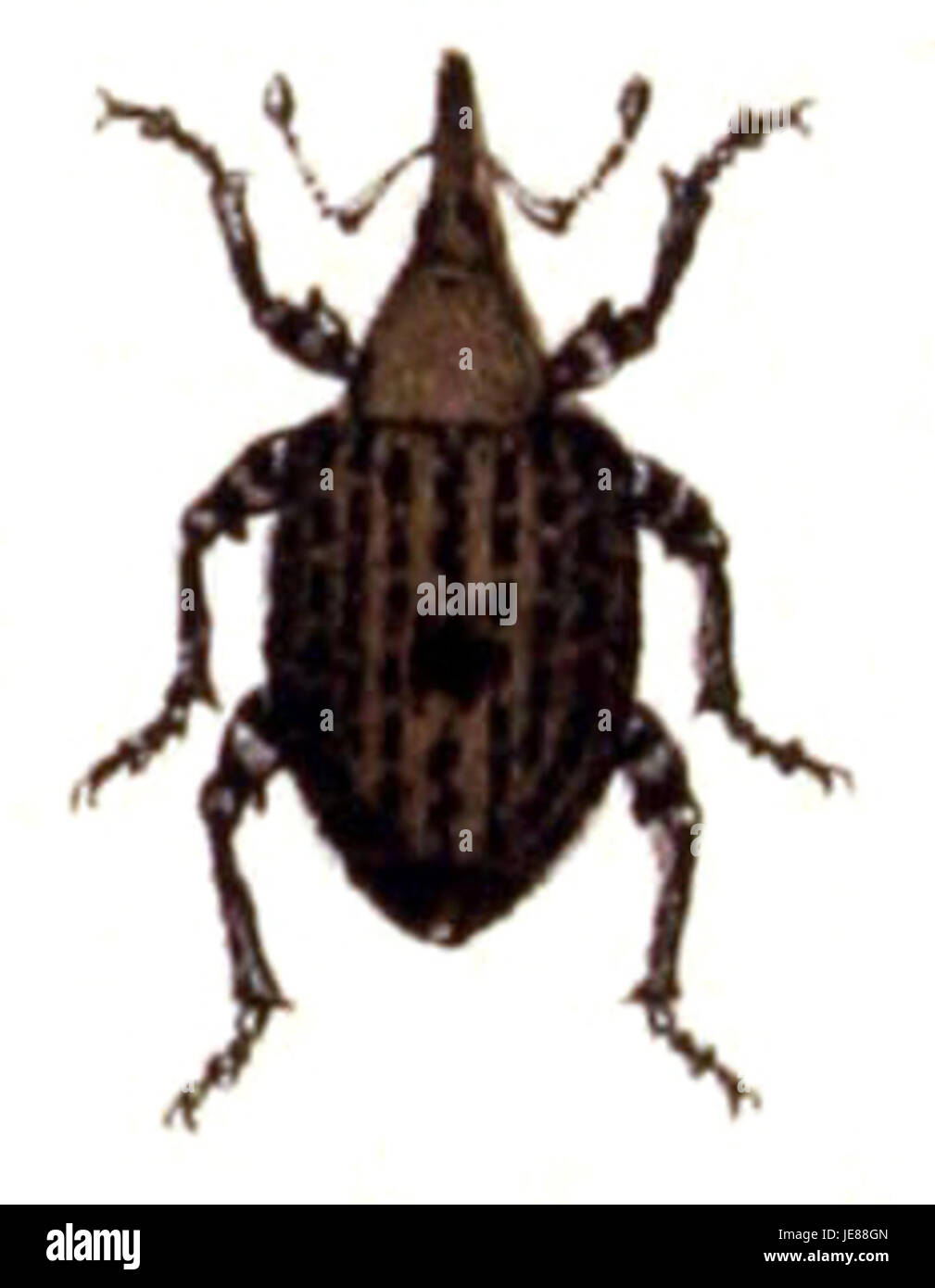 Cionus thapsus hi-res stock photography and images - Alamy