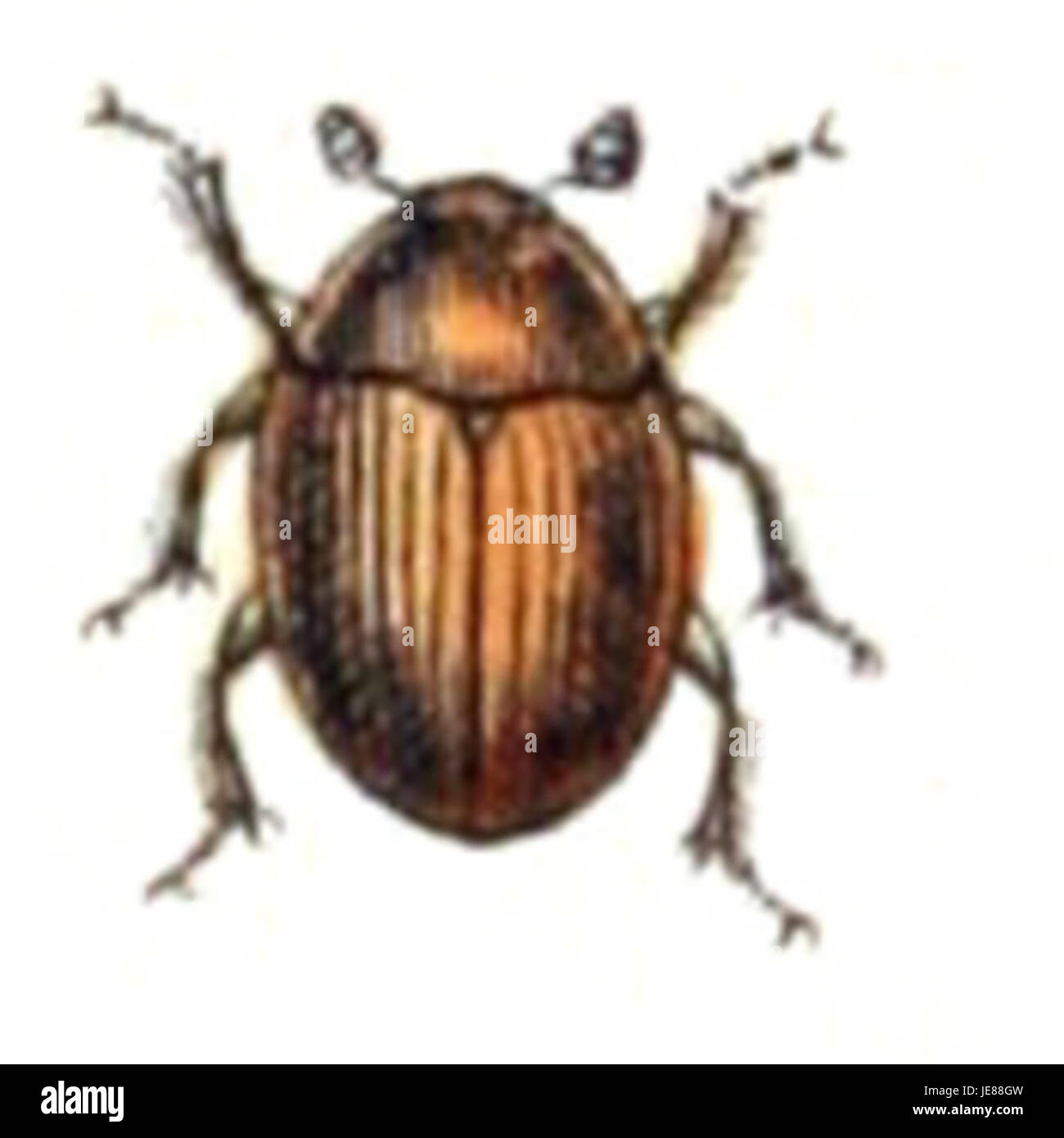 Colenis immunda is a species of beetle found in various parts of Europe ...