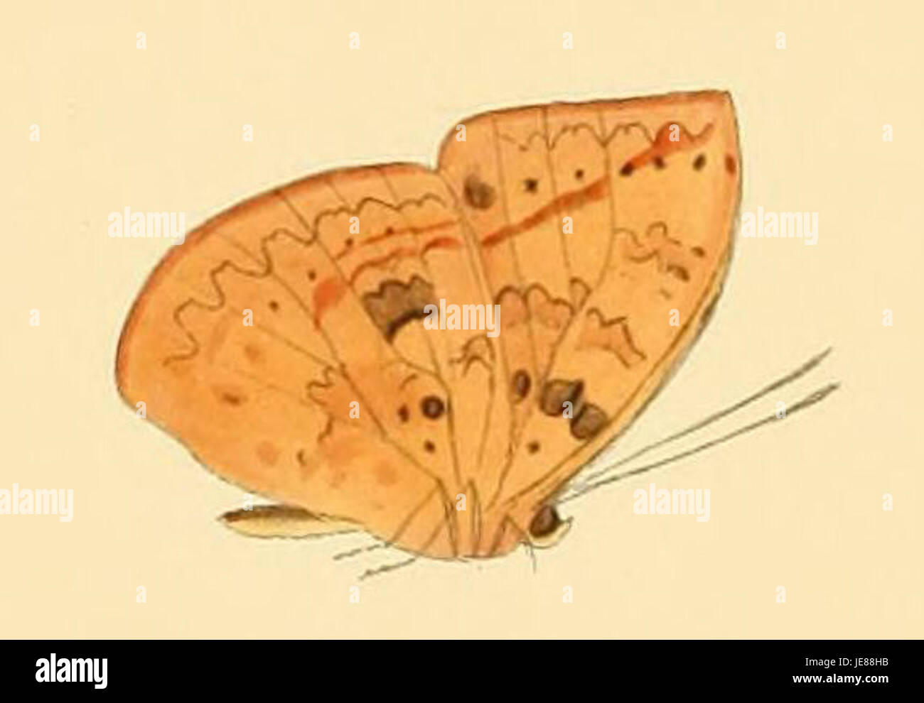 Bebearia hi-res stock photography and images - Alamy