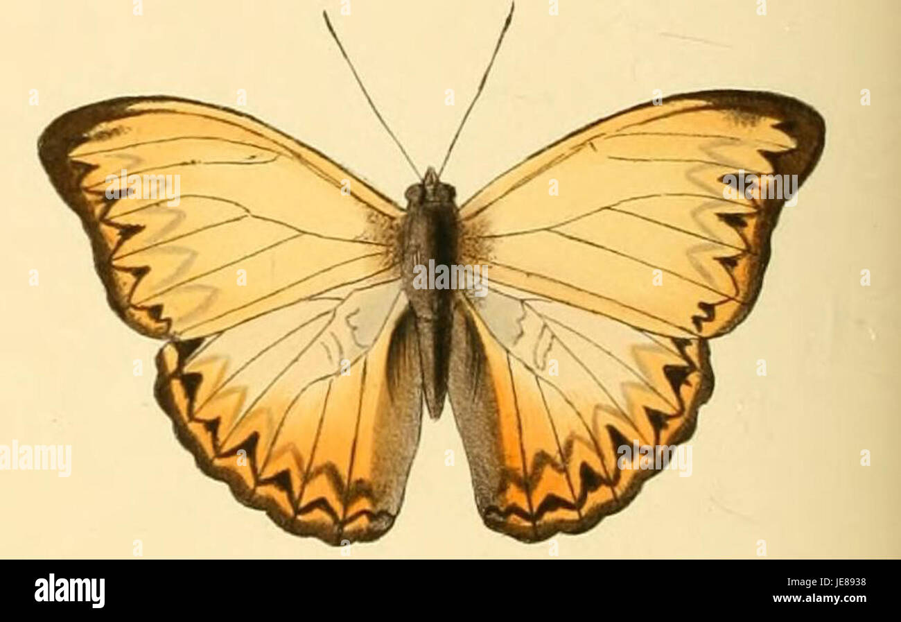 Cymothoe Stock Photos & Cymothoe Stock Images - Alamy