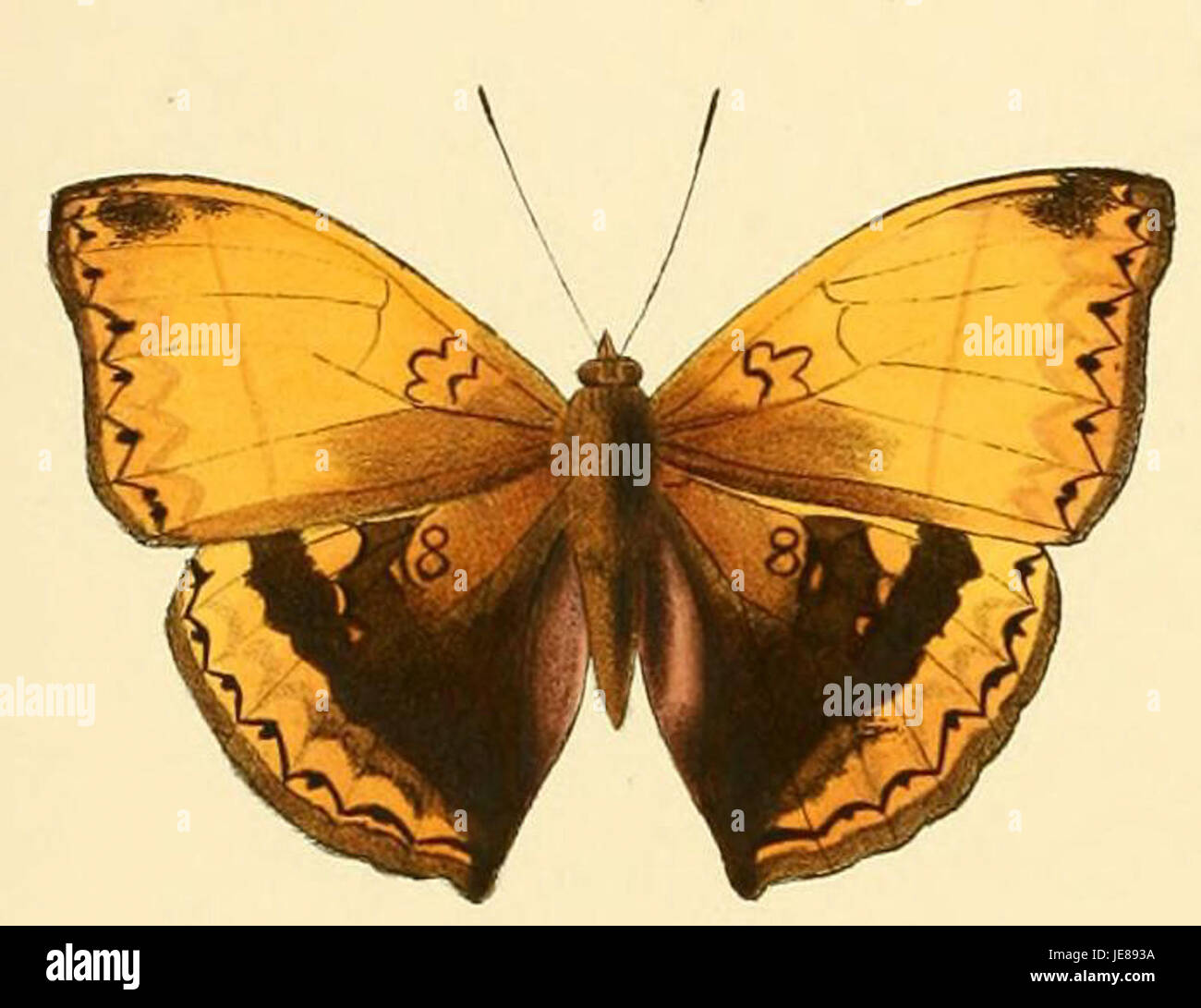 Cymothoe heliada is a species of butterfly in the family Nymphalidae ...