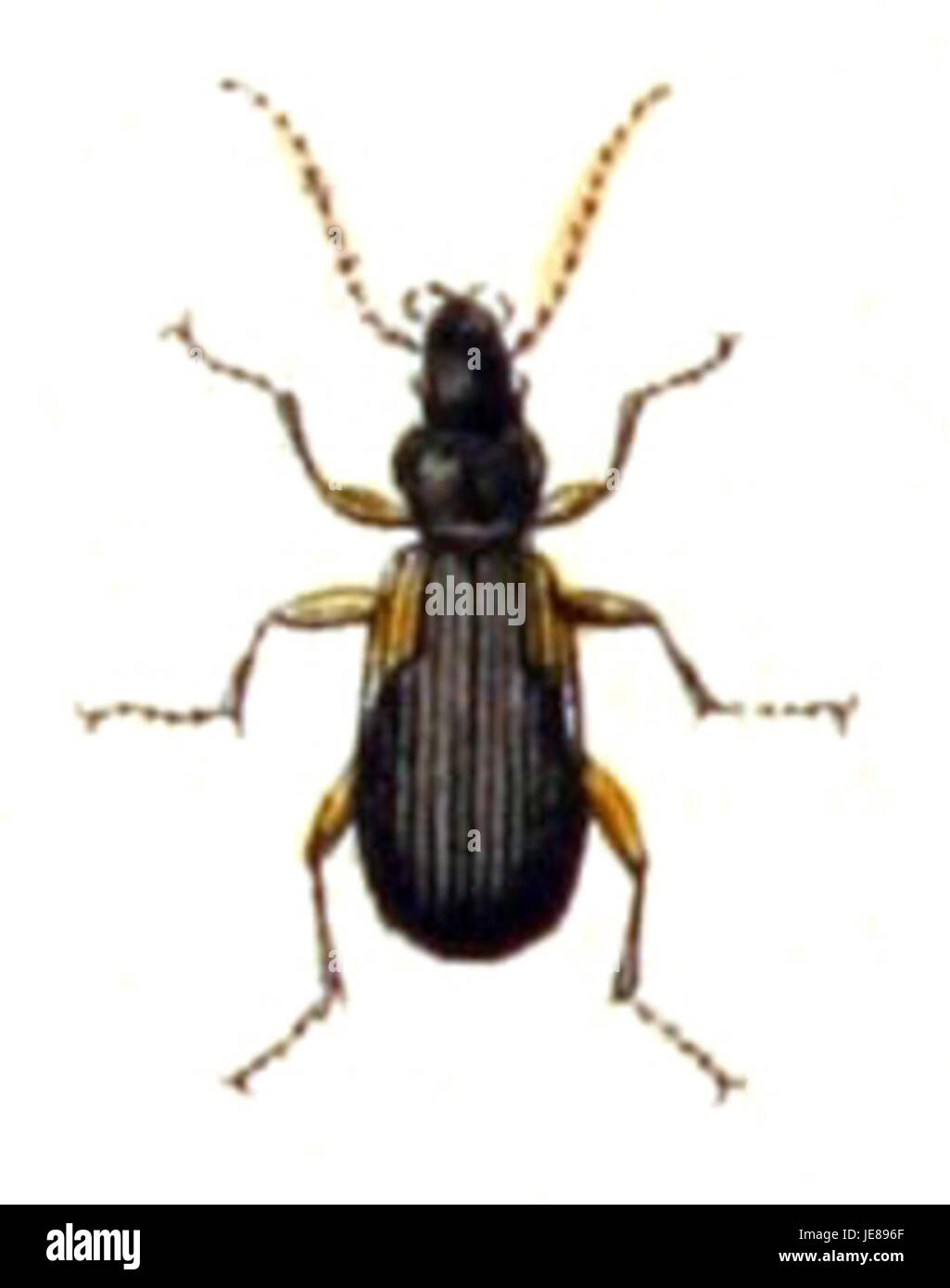 Cymindis humeralis hi-res stock photography and images - Alamy