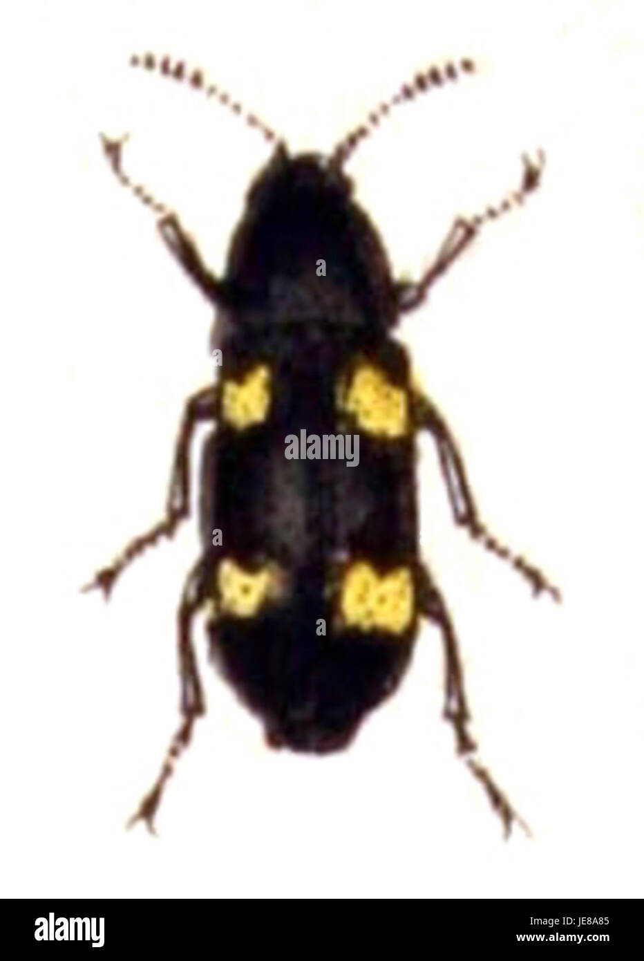 Dircaea quadriguttata hi-res stock photography and images - Alamy