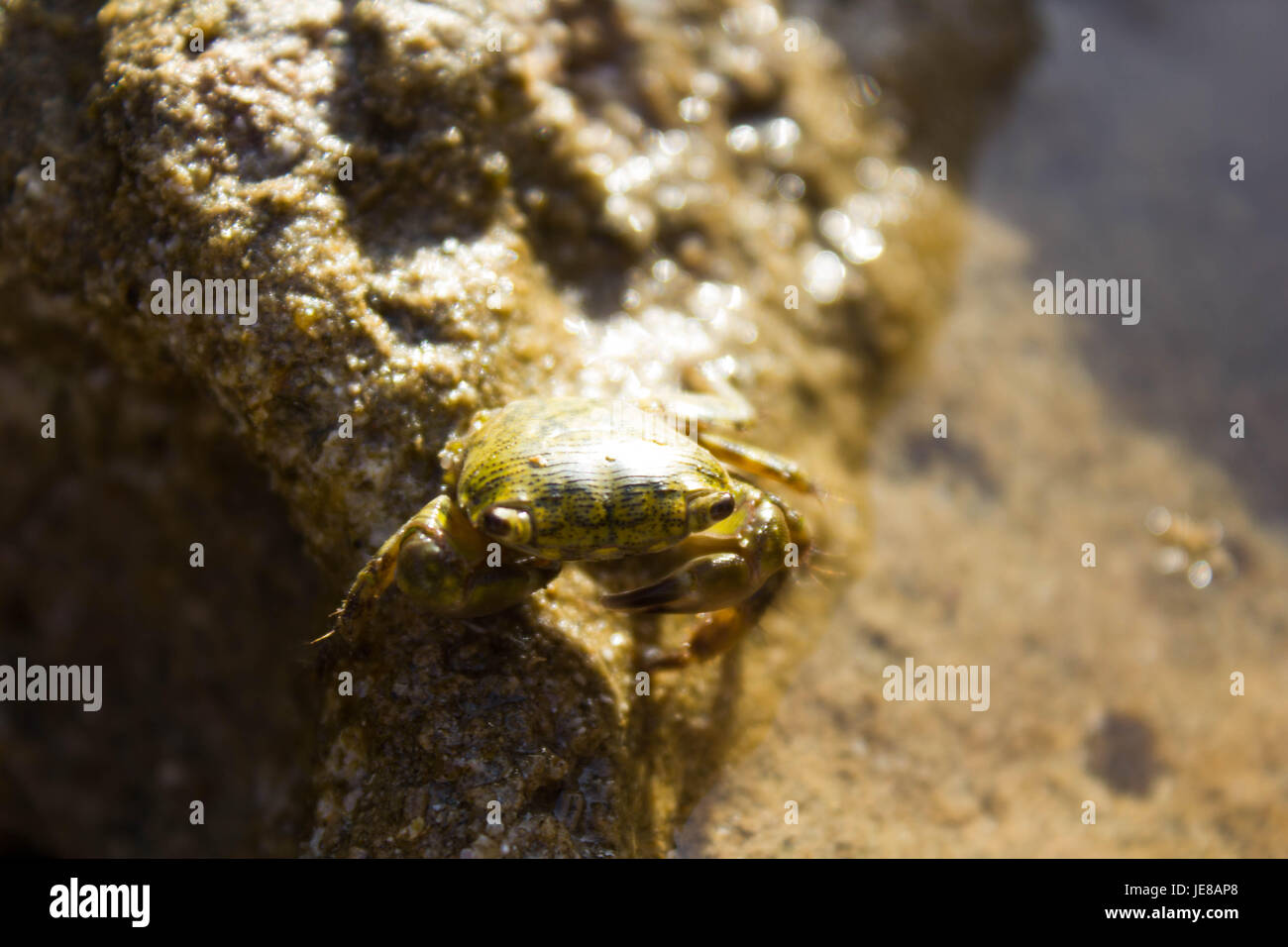 Wild animals on Cyprus Stock Photo - Alamy