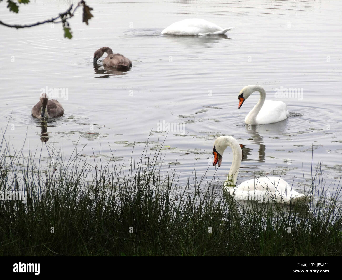 Midden-Regge is a river in the Netherlands known for its ecological ...