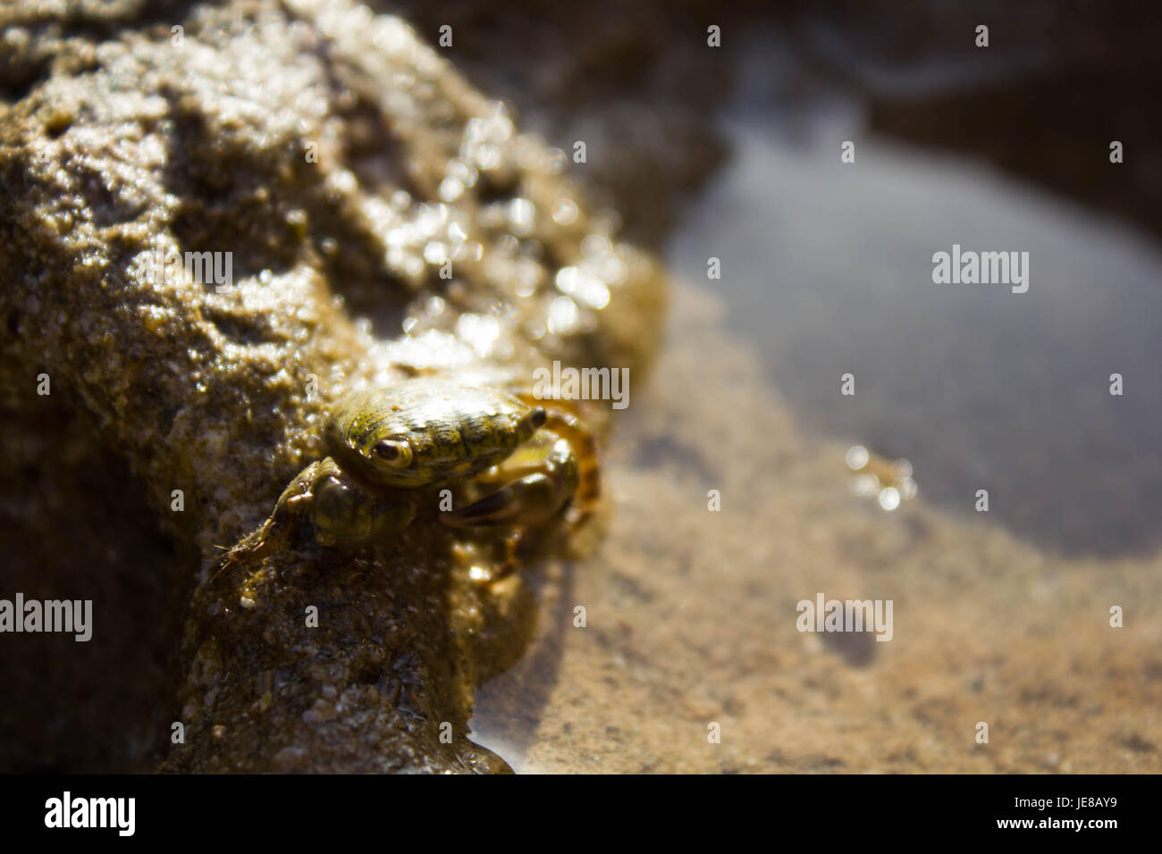 Wild animals on Cyprus Stock Photo - Alamy