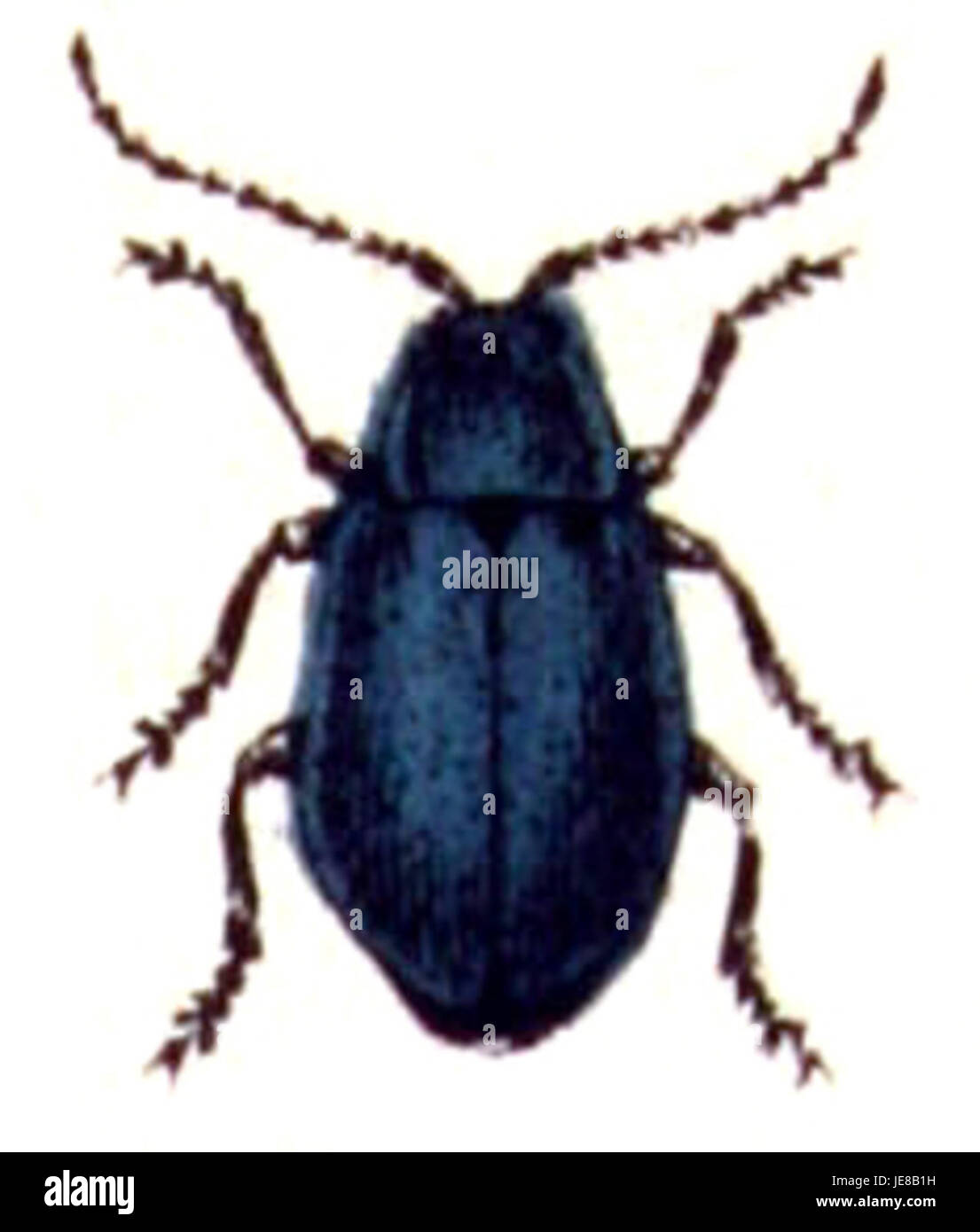 Agelastica alni, also known as the alder leaf beetle, is an insect ...