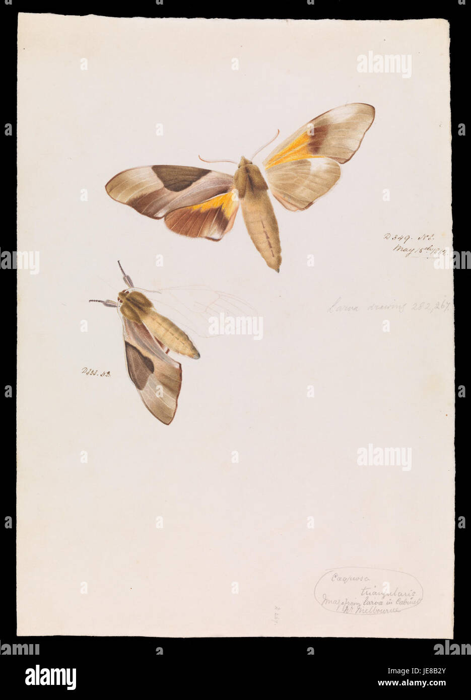 Arthur Bartholomew - Double Headed Hawk Moth, Coequosa triangularis ...