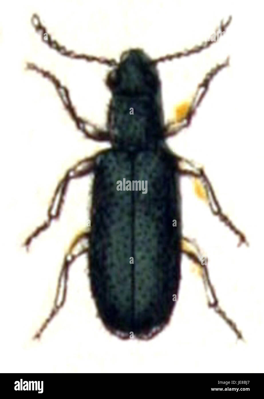 Danacea pallipes is a species of beetle from the family Dryophthoridae ...