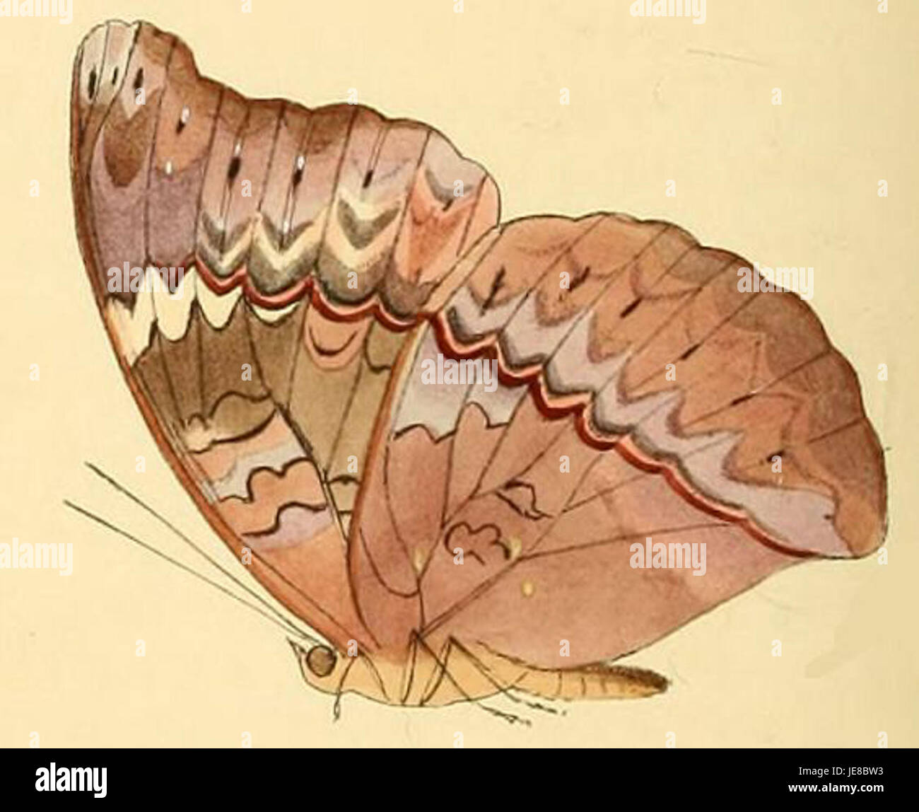 Cymothoe hesiodus is a butterfly species known for its vibrant colors ...