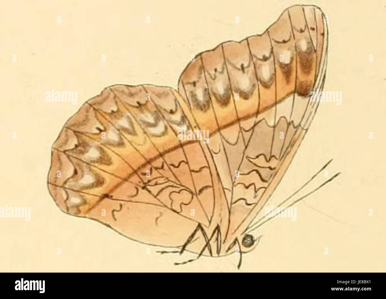 Cymothoe hi-res stock photography and images - Alamy