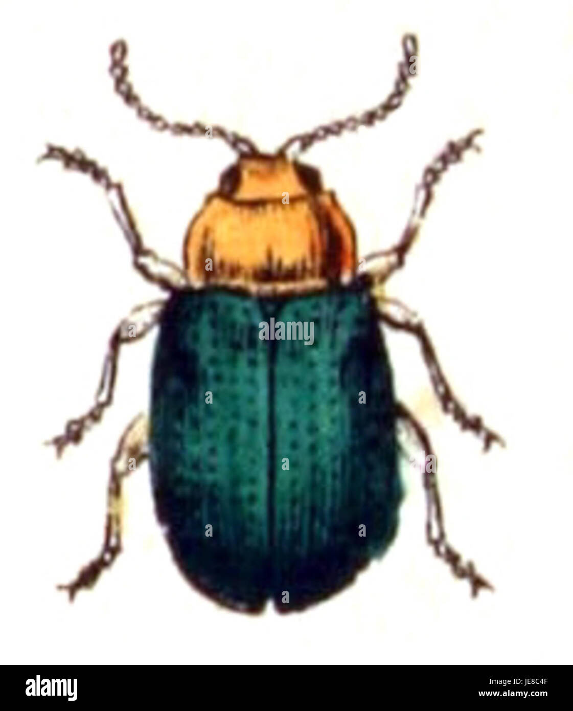 Identification in entomological studies hi-res stock photography and ...