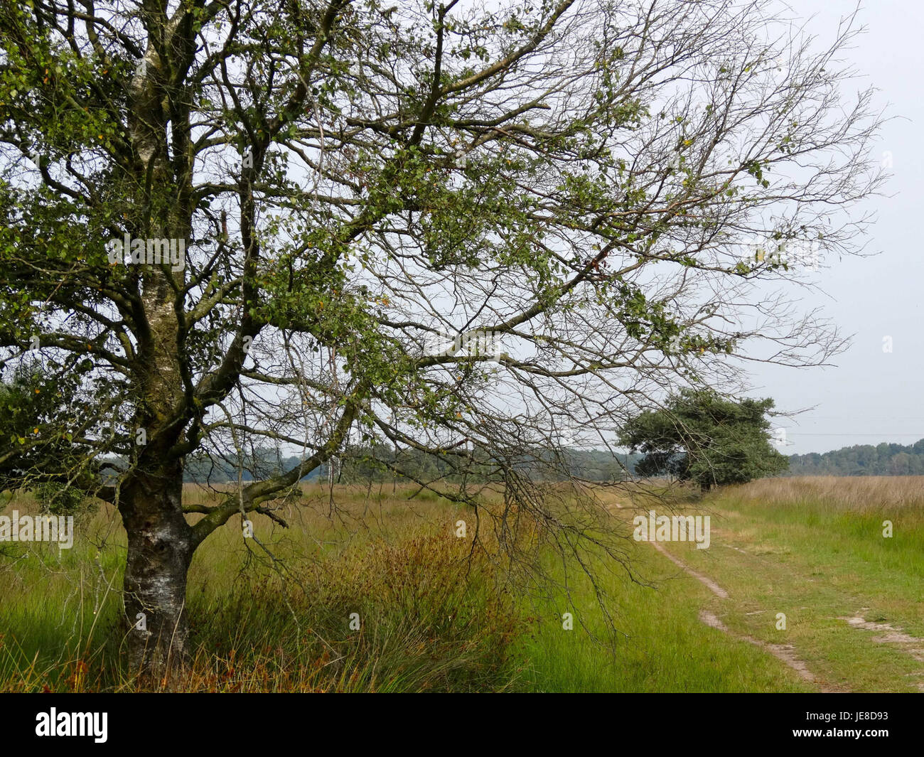 Wierdense veld hi-res stock photography and images - Alamy