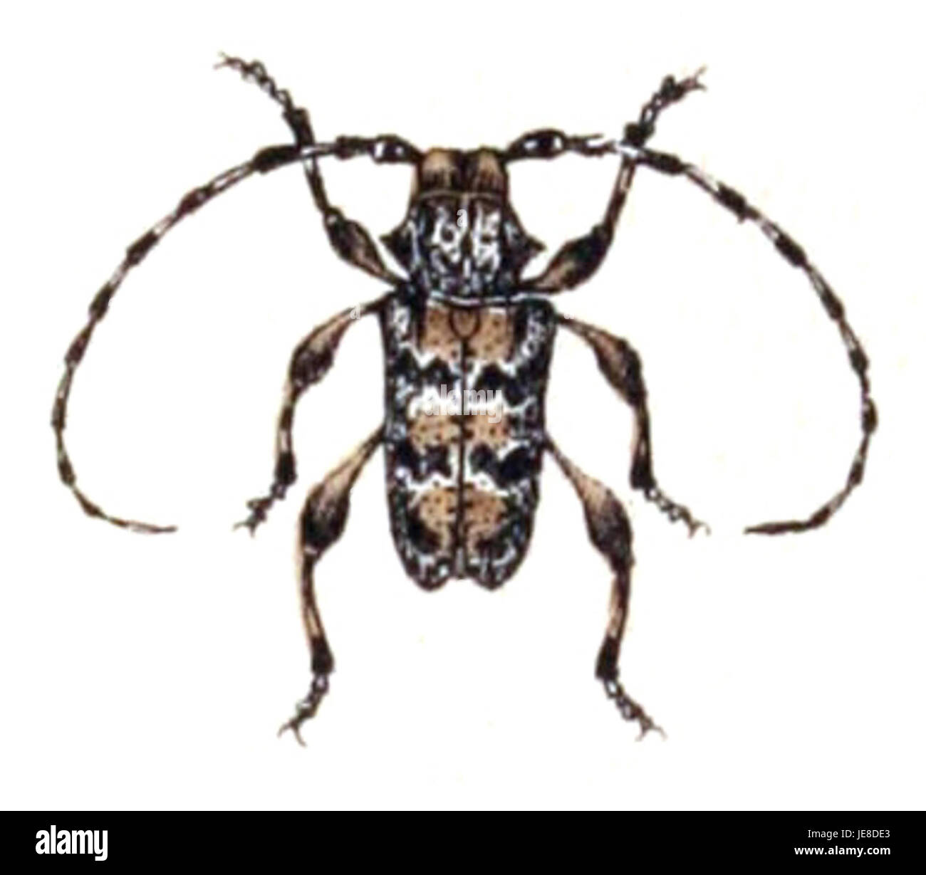 Aegomorphus clavipes, a species of beetle, identified by its scientific ...