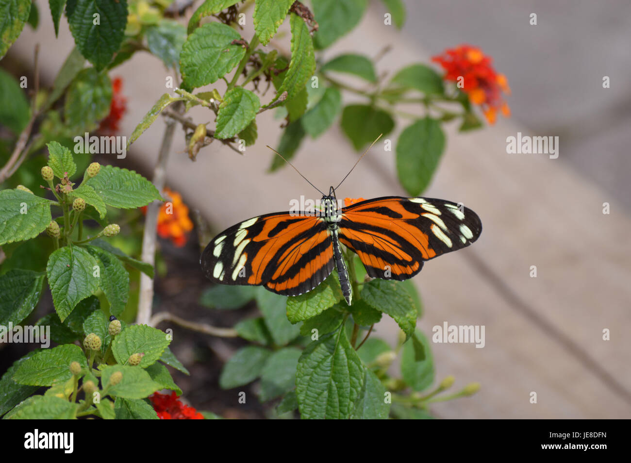 Butterfly in the garden Stock Photo - Alamy