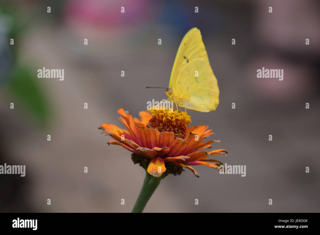 Butterfly in the garden Stock Photo - Alamy