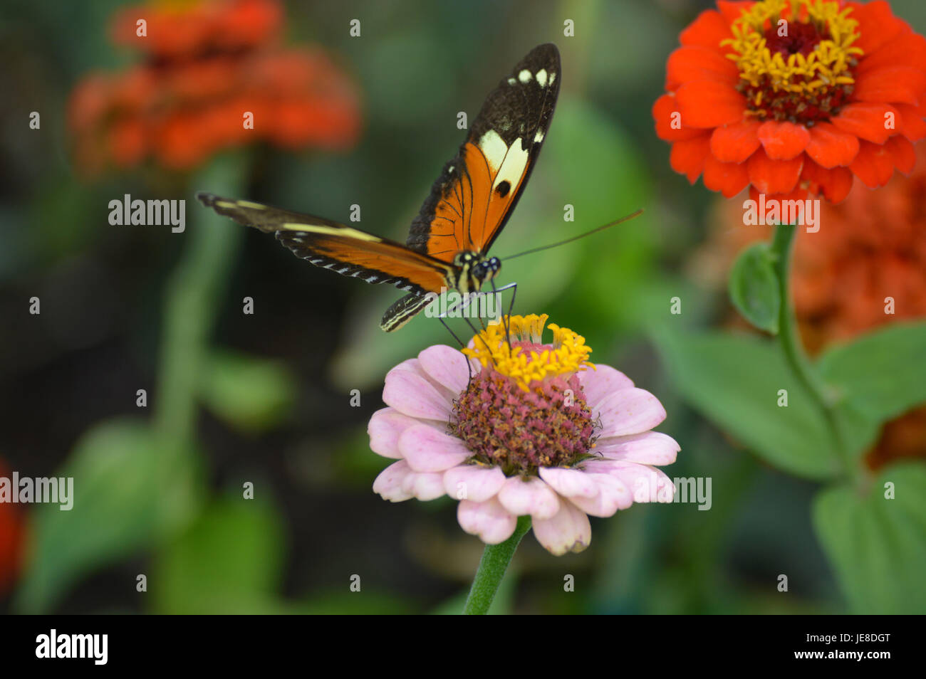 Butterfly in the garden Stock Photo - Alamy