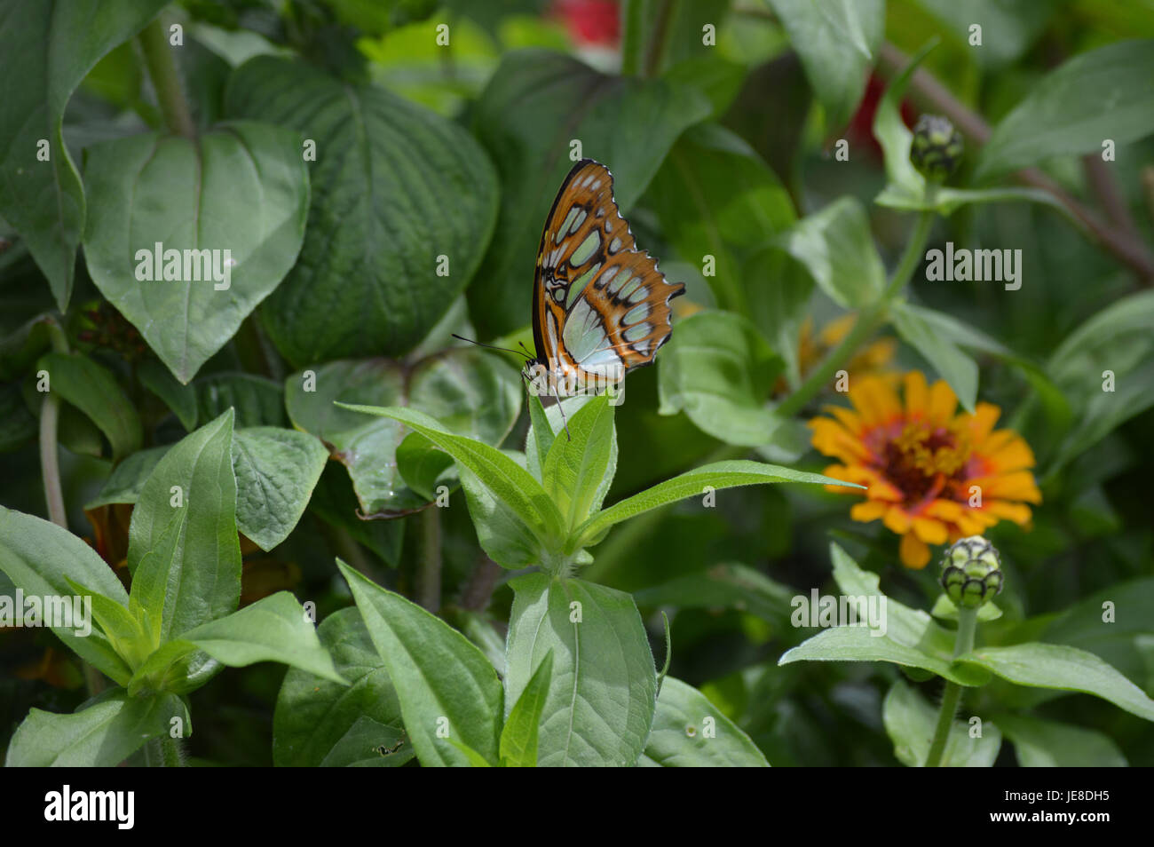 Butterfly in the garden Stock Photo - Alamy